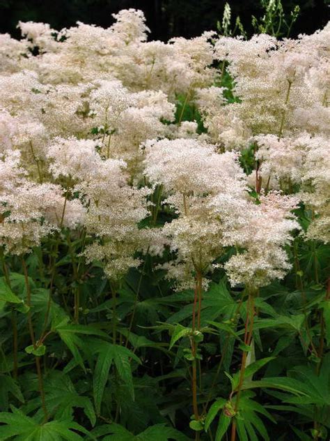 Cretusca Filipendula Palmata
