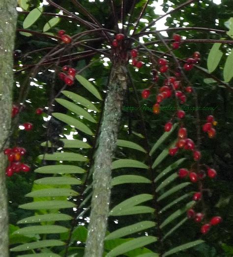 Fruit Species: TONGKAT ALI