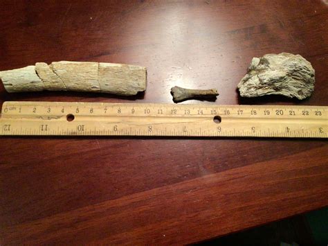 Help Identifying Please Fossil ID The Fossil Forum