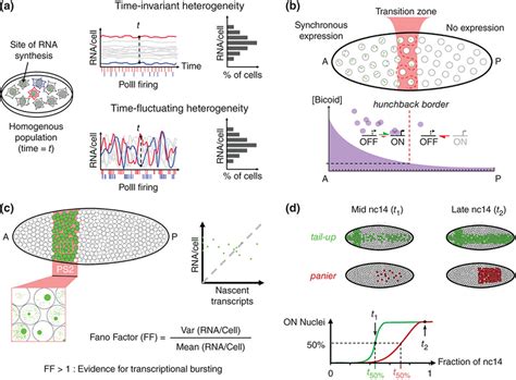 Noise In Gene Expression From Single Cells To Drosophila Embryos As