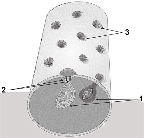 Predicted Model Of Topological Spatial Relations Between Mesosomal Like