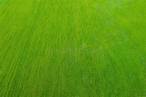 Field Of Green Grass View From Above Minimalistic Aerial Landscape