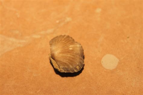 Fossil Cleaning General Fossil Discussion The Fossil Forum