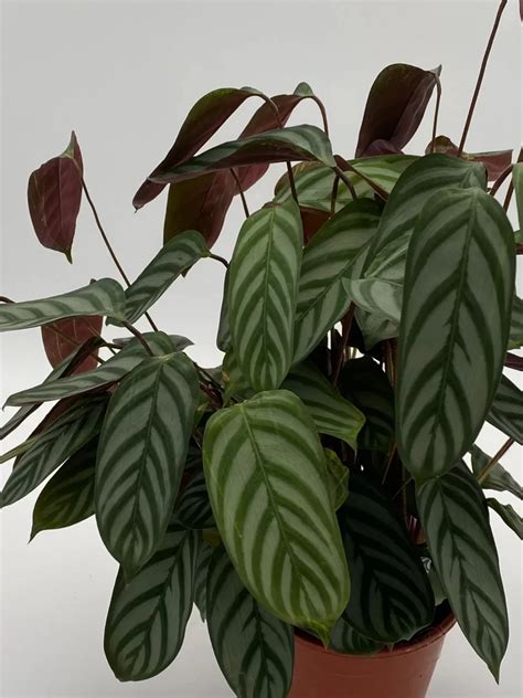 Calathea Piante Verdi Vivaio Bonacci Vendita Piante Online