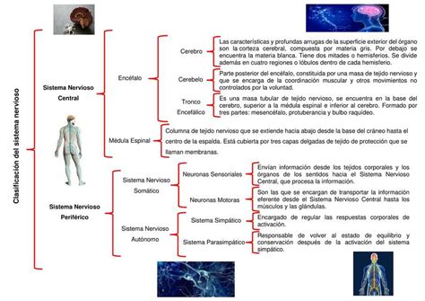 Mapa Conceptual Sistema Nervioso Bryan Josue Zambrano Anchundia UDocz