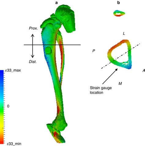 Strain Distribution Throughout The Entire Rat Tibia Tensile Blue And Download Scientific