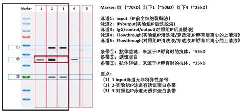 一文读懂 IP WB的实验流程和结果解析 ip wb实验 CSDN博客