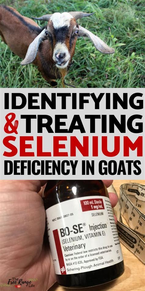 Identifying And Treating Selenium Deficiency In Goats Artofit