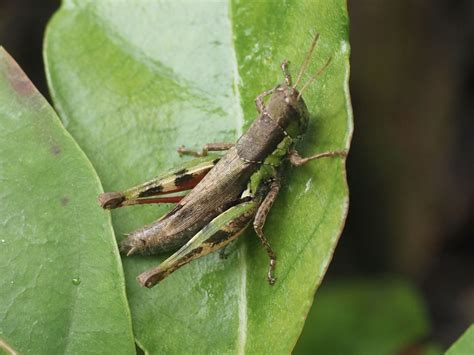 Short Winged Rice Grasshopper From 744xxp Bunawan Agusan Del Sur Philippines On January 27