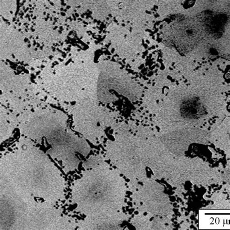 Pdf Sintering Of Titanium Hydride Powder Compaction