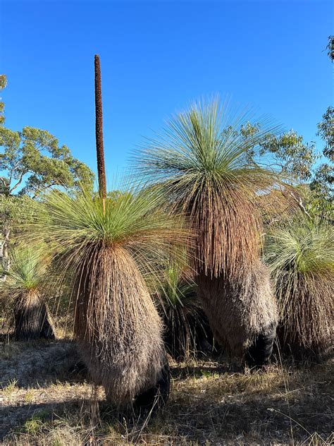 Australian Native Grass Trees