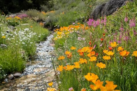 Implementing Native Plant Reintroduction Ar Generative Ai Premium Ai Generated Image