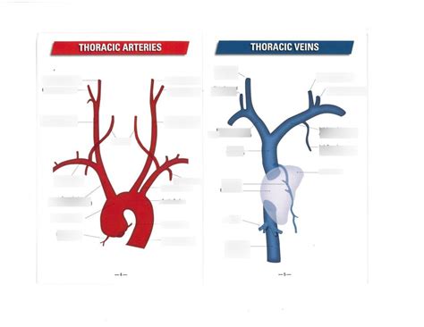 Thoracic Arteries And Veins Diagram Quizlet