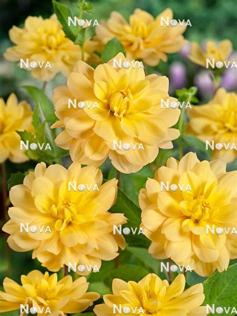 Dahlia Decorative Ahoy Matey