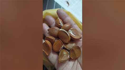 নাগেশ্বর চাপা গাছের বীজ বিক্রয় করছি ☎️ 8801717807336 নাগেশ্বর চাপা গাছ ঔষধি গাছ Youtube