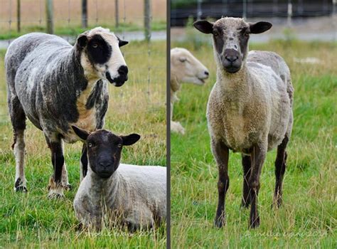 Two Go Tiki Touring Ewe Are So Beautiful