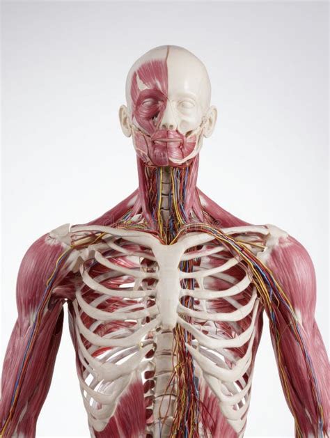 Detailed Anatomical Torso Model Human Muscles Bones And Vessels Stock
