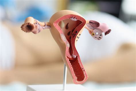 Pelvic Organ Prolapse Types Symptoms And Treatments Espiria