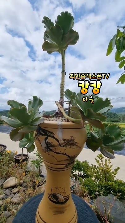 캉캉다육 기르기 Youtube