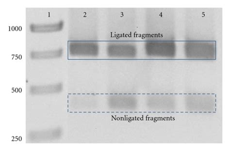 Alkyne Modification Does Not Interfere With Digestion And Ligation Download Scientific Diagram