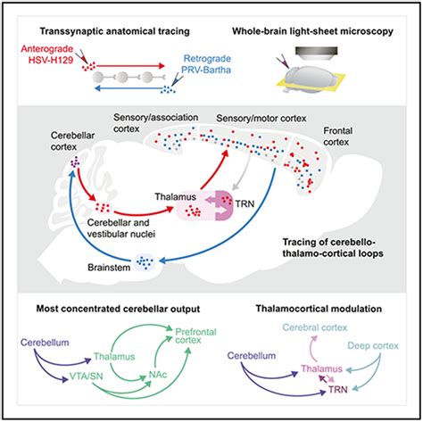 Homologous Organization Of Cerebellar Pathways To Sensory Motor And