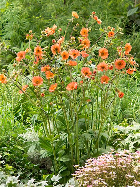 Geum Totally Tangerine Bare Root Plants Dutchgrown™ Uk