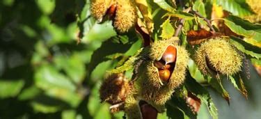 Growing A Chestnut Tree From Seed