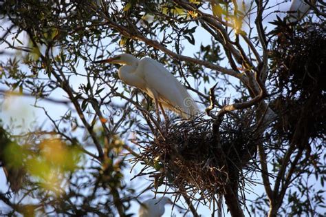 Australian Wildlife Series Eastern Great White Egret Nest Ardea