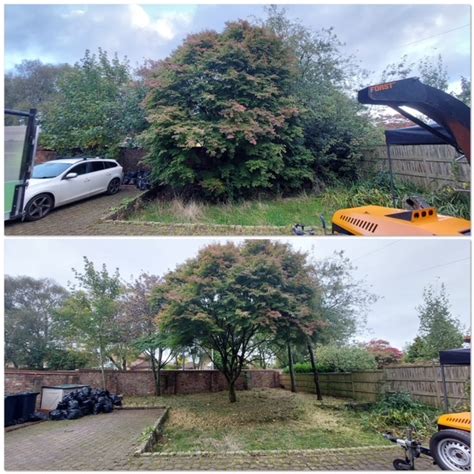 Tree Pruning Near Me JM Tree Services