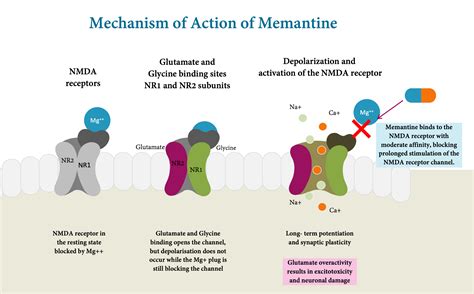 Memantine Side Effects Explained