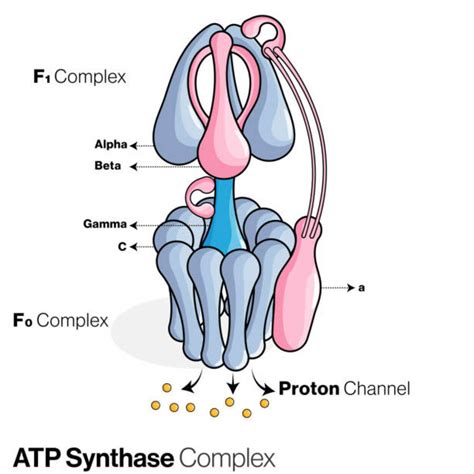 Enzyme Functions Clarified Synthase Vs Synthetase All The Differences