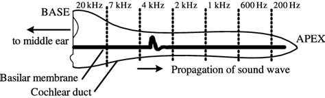 Uncoiled Cochlea Indicating The Frequency Response Of The Basilar