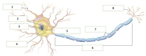 Module The Nervous System Flashcards Quizlet