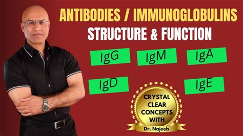 Antibodies Immunoglobulins Igg Igm Iga Igd Ige Immunology