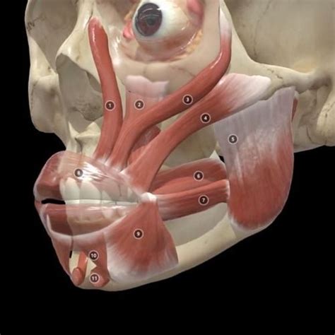 The Best Botox Injection Depths Dr Tim Pearce