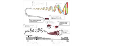 三维基因组学 文档下载