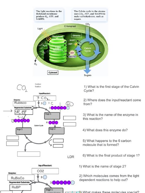 Light Independent Reactions Pdf