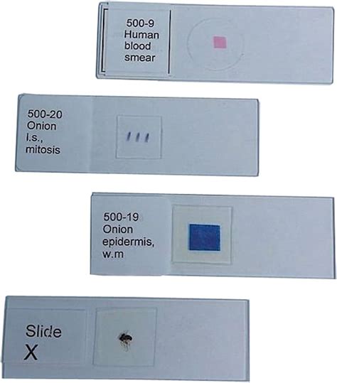 Prepared Microscope Slides Bacteria