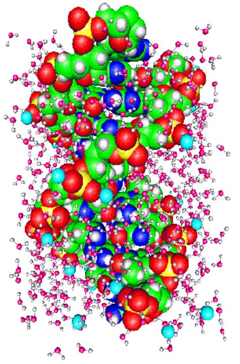 A All Atom Model Of Dna B Coarse Grained Model Of Dna In Aqueous Download Scientific