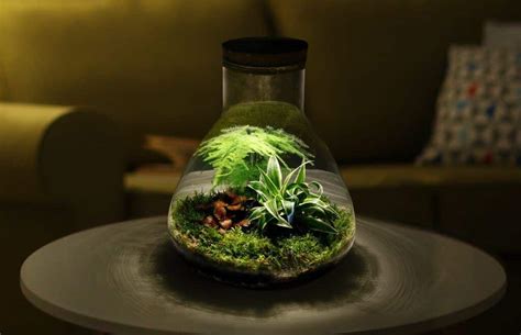 Mini Ecosysteem Plant Kopen Glazen Pot Met Verlichting