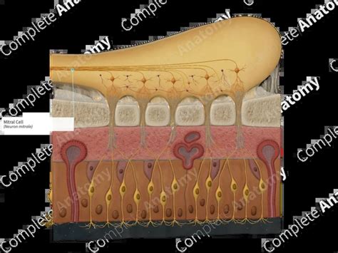 Mitral Cell Complete Anatomy