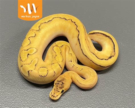 Orange Dream Ball Python Traits Morphpedia