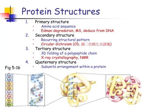 Ppt Protein Structure Primary And Secondary Structure Powerpoint My