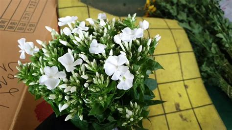 인터넷꽃도매시장 후록스화이트 Youtube