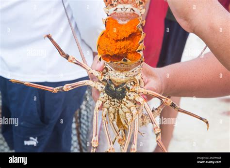 Crayfish Eggs Hatching