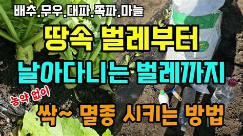 배추 무 대파 쪽파 땅속 벌레부터 날아다니는 벌레까지 농약없이 싹 사라지게하는 방법 벌레퇴치방법 Youtube