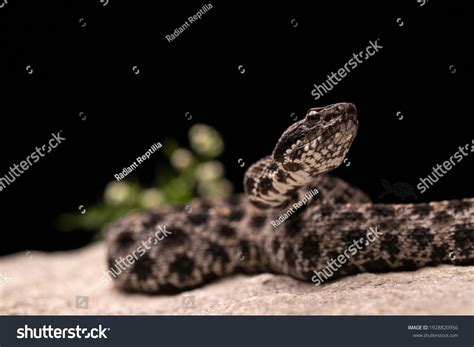 Mexican Dusky Rattlesnake Images Stock Photos And Vectors Shutterstock