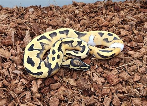 Desert Ghost Pied Ball Python By Bobs Balls