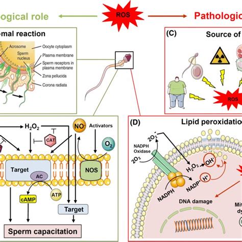 Physiological And Pathological Roles Of ROS In Male Reproductive Download Scientific Diagram