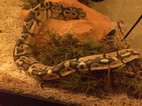 Ball Python Losing Weight